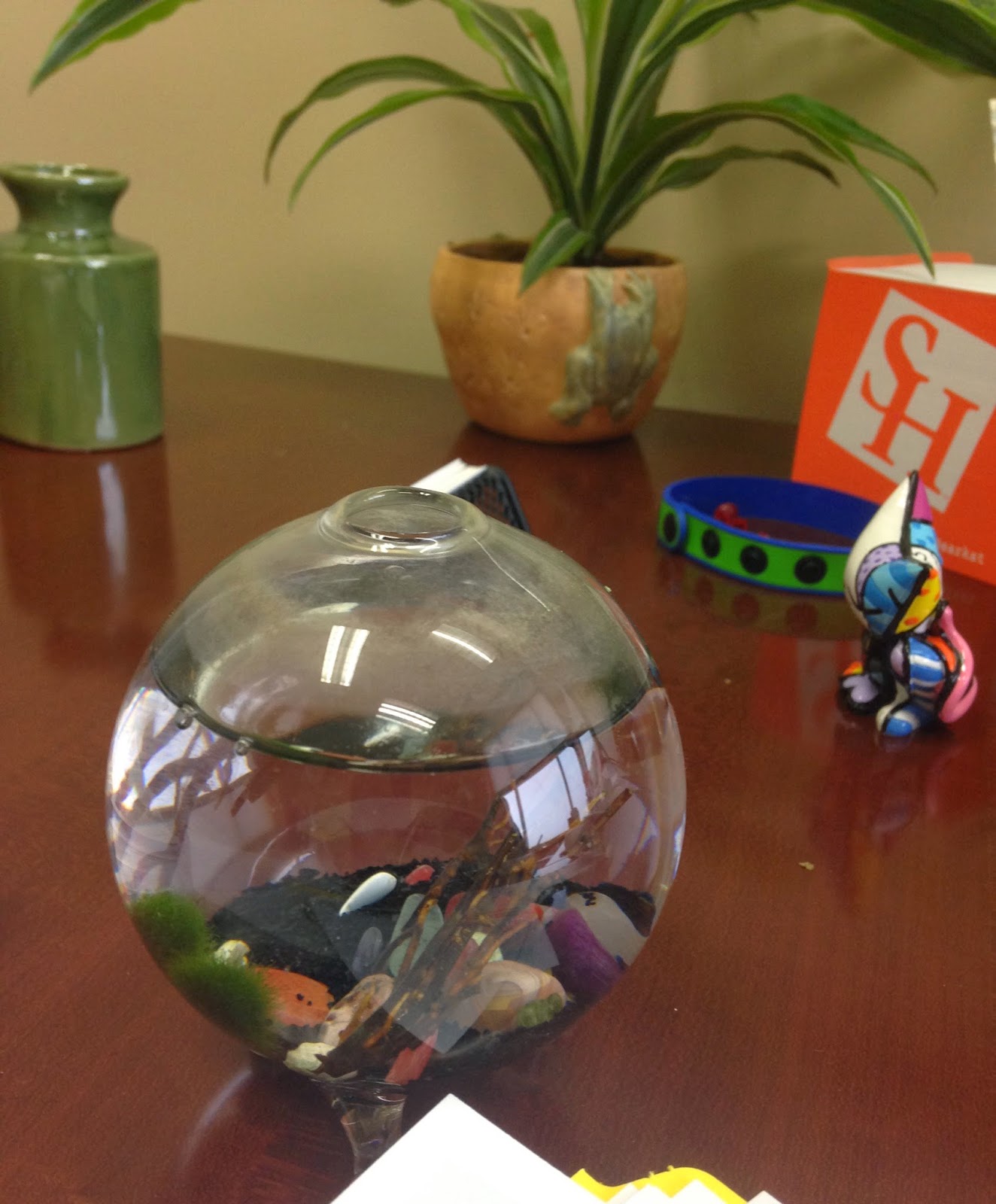 The Fern and Mossery: Update: Marimo Moss Balls Make a Great Office ...