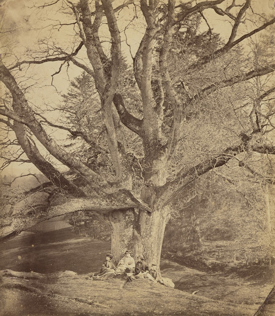 Spencer Alley: Stupendous Trees Alive in the Nineteenth Century