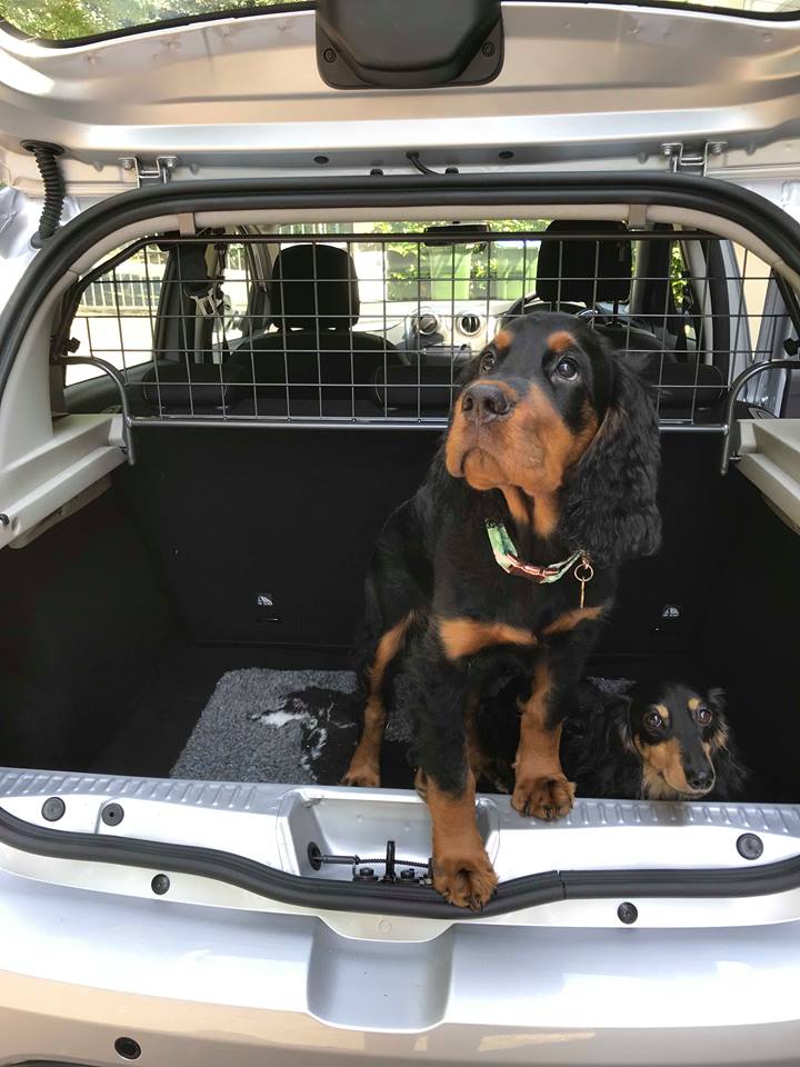 The Travall Dog Guard & Why We Think It's Fab! ~ The Designer Dachshund