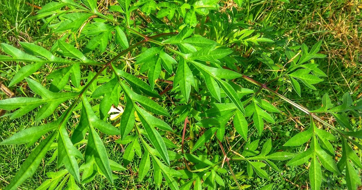 BREAKING THE IMPOSSIBLE : Khasiat Ulam Raja