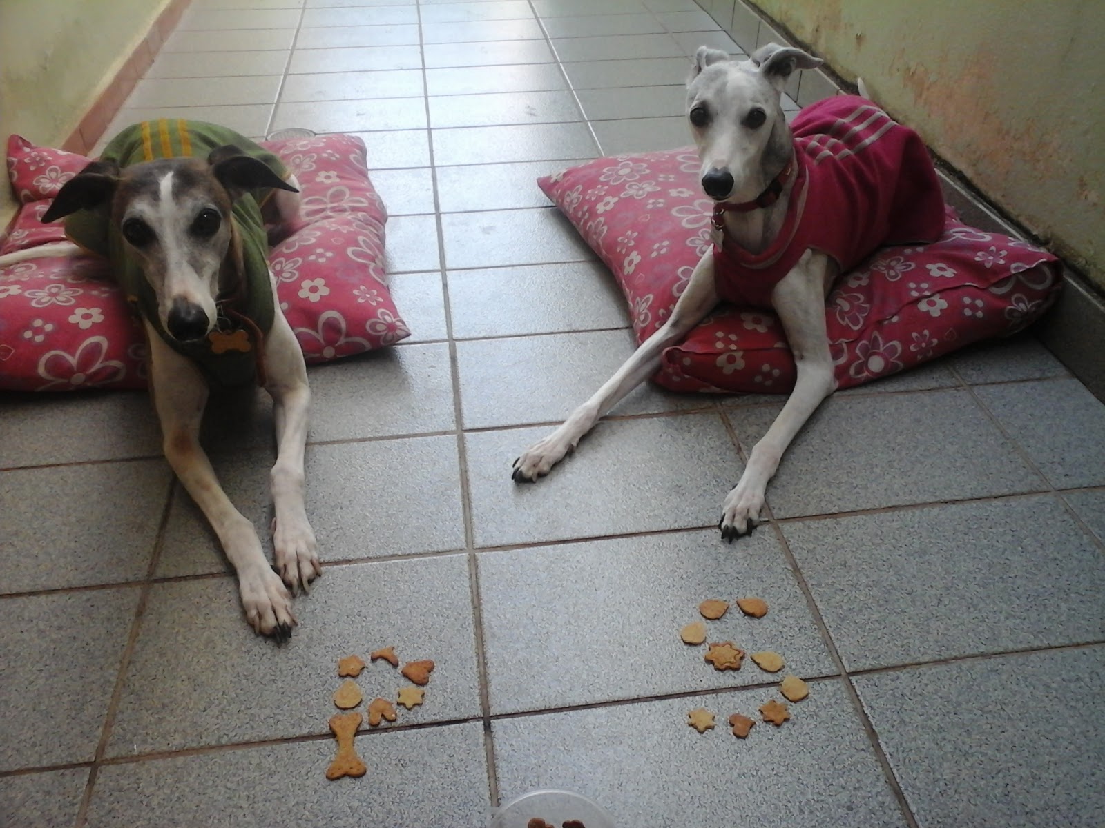 Canto dos Bichos: Como treinar dois cães