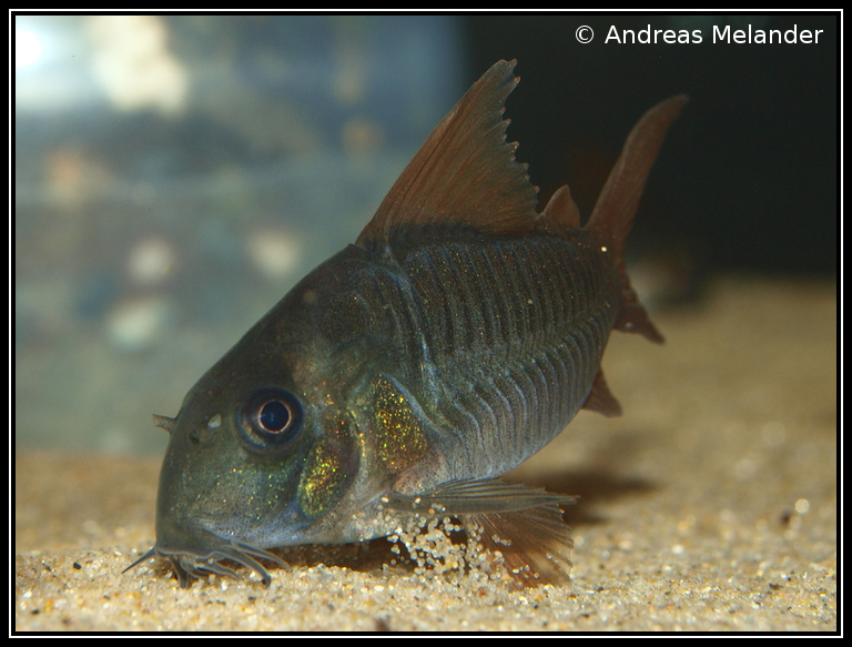 Melanders Aquarium: Corydoras concolor
