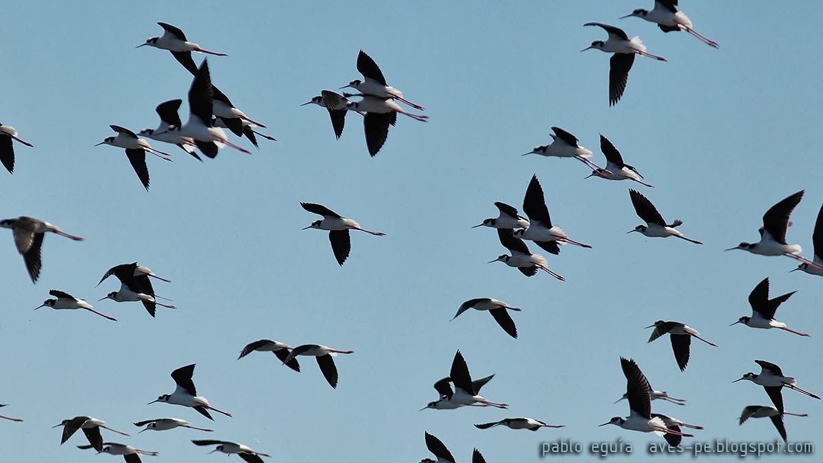 mis fotos de aves: Himantopus (himantopus) melanurus Tero Real Black ...