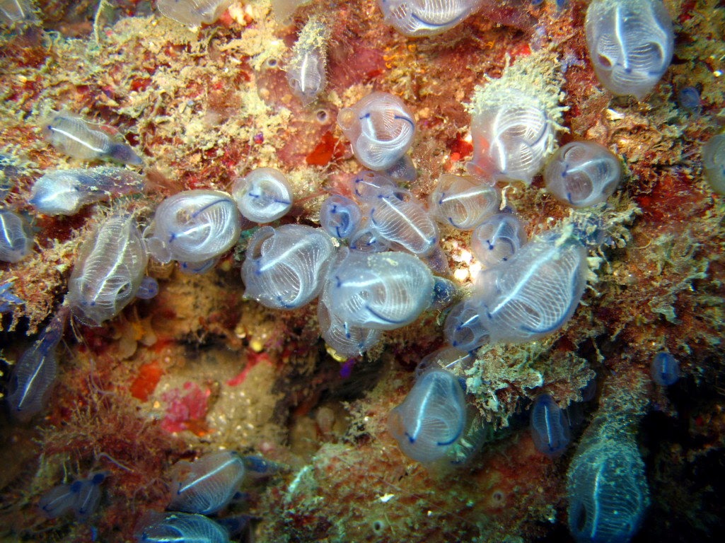 Taxonomía Chordata: Clase Ascidiacea