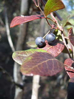 Wild Edible Texas: Farkleberry