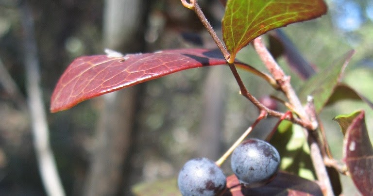 Wild Edible Texas: Farkleberry