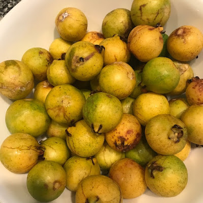 Vegetable and Fruit Gardening in SW Florida: Lemon Guava