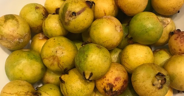 Vegetable and Fruit Gardening in SW Florida: Lemon Guava