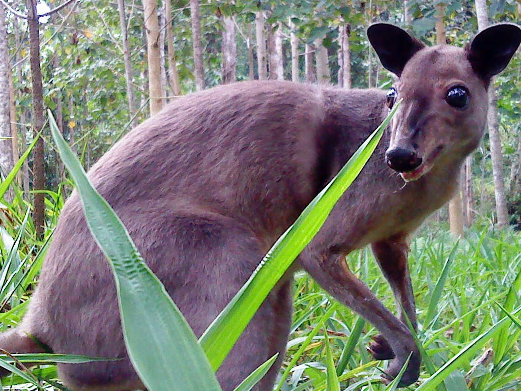 Alam Fakfak, Papua: Kanguru Fakfak ( Laolao)