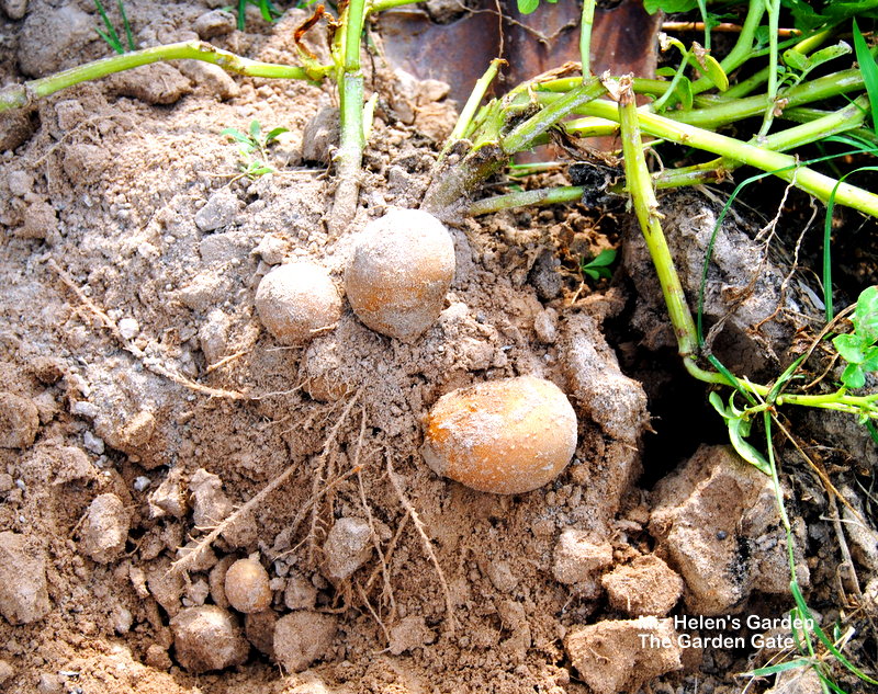 Grilled Spring Potatoes