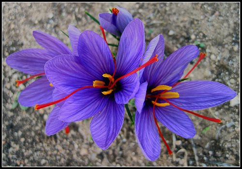 Life Is Beautiful: Saffron - Za'faran Dan Kesihatan