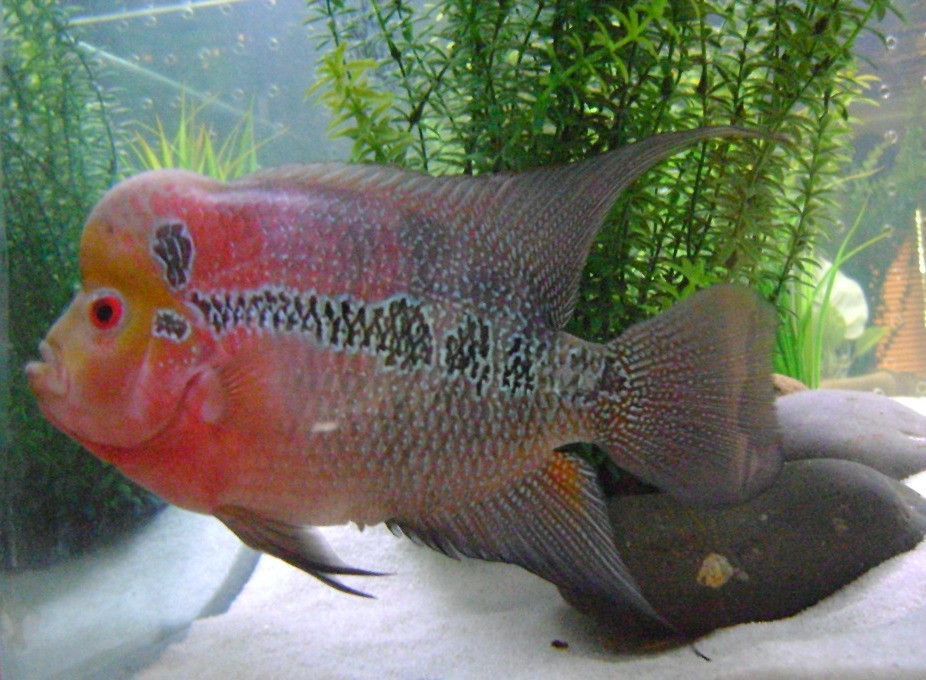 Ikan Aquarium: Ikan Lou Han - Flowerhorn - Amphilophus Trimaculatus