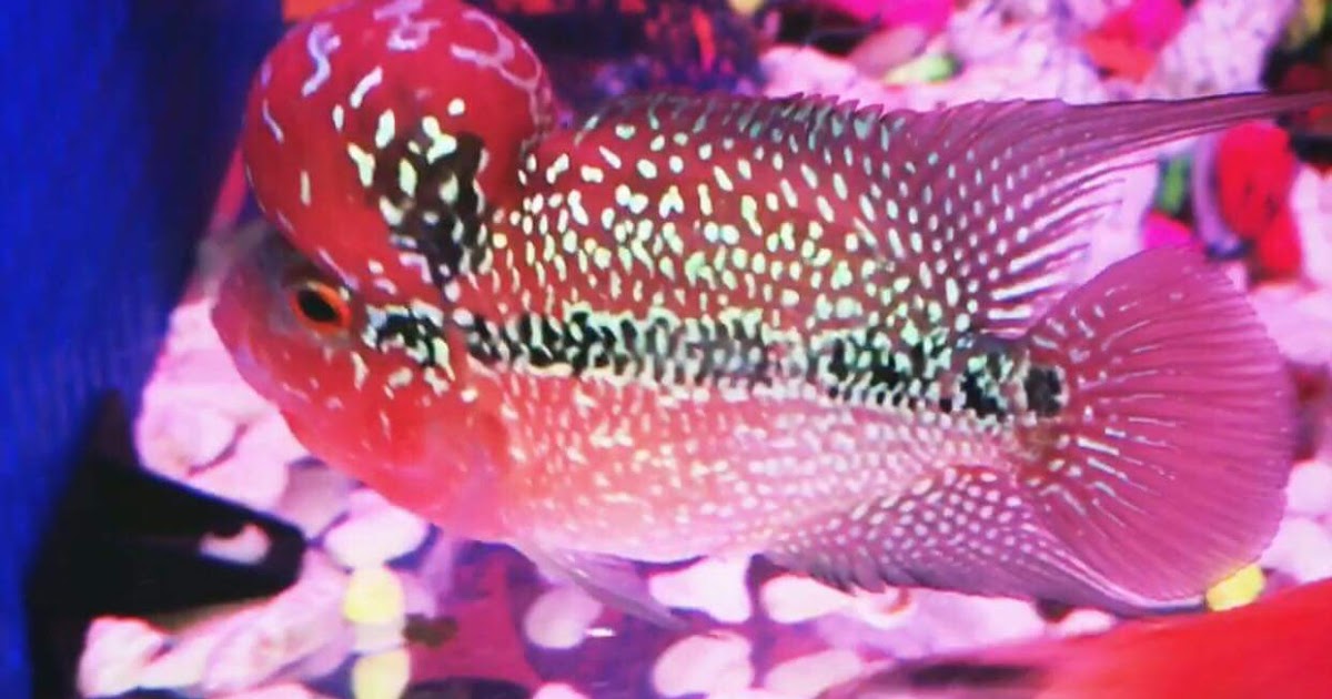 Knowing Difference Between Kamfa And King Kamfa