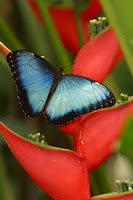 Mis blogs: Mariposa Morfo en Costa Rica