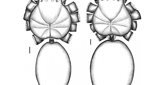 Variety of Life: Sparassidae