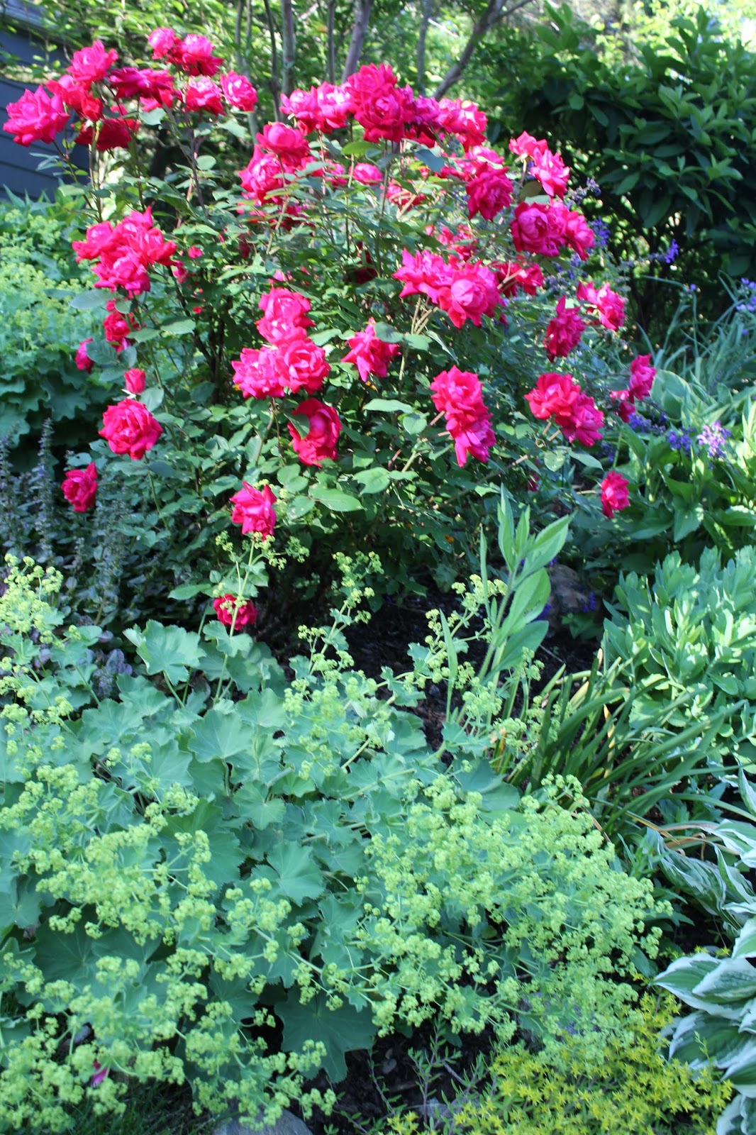 Gardening and Gardens: Easy Care Roses