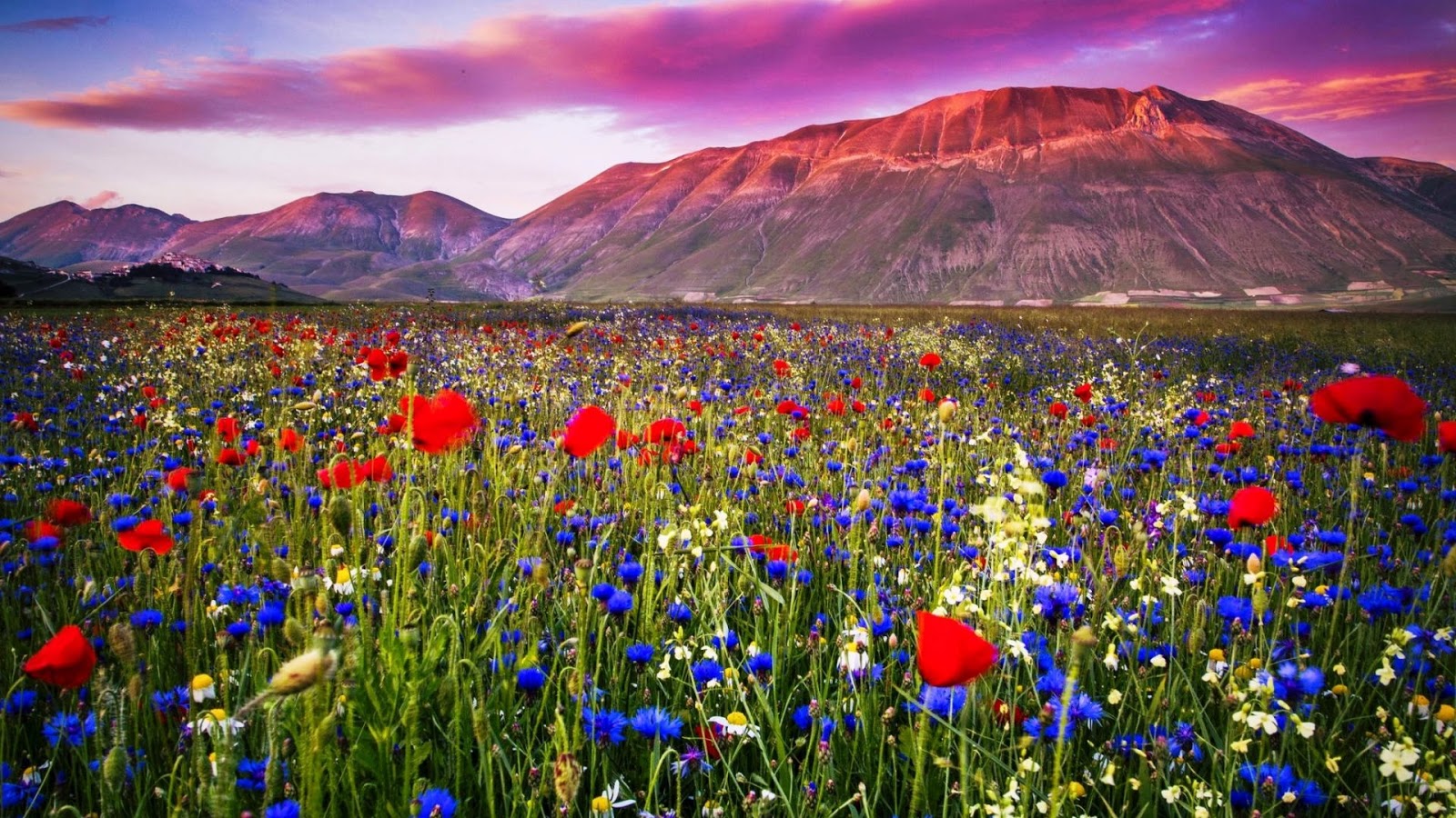 Paisagens E Cores: Flores