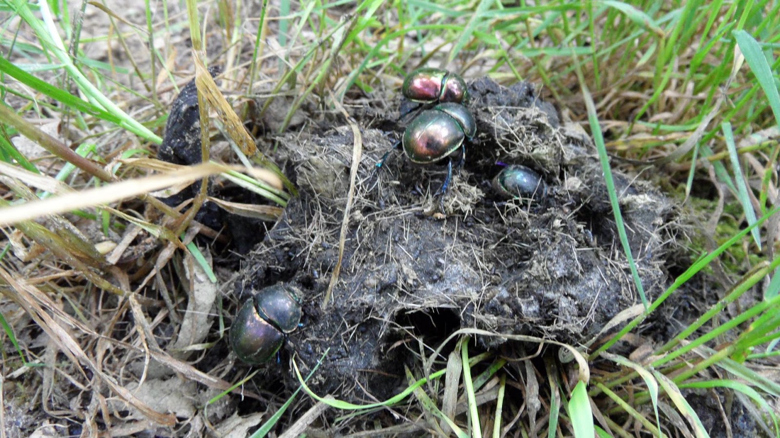 Cuaderno de una bióloga de bota: Escarabajos coprófagos