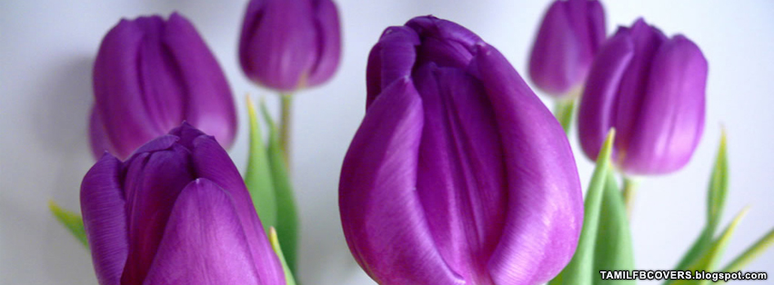 My India FB Covers: Purple flower - Flower FB Cover