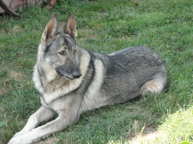 Animal Care Planet: The Color of German Shepherd Dogs