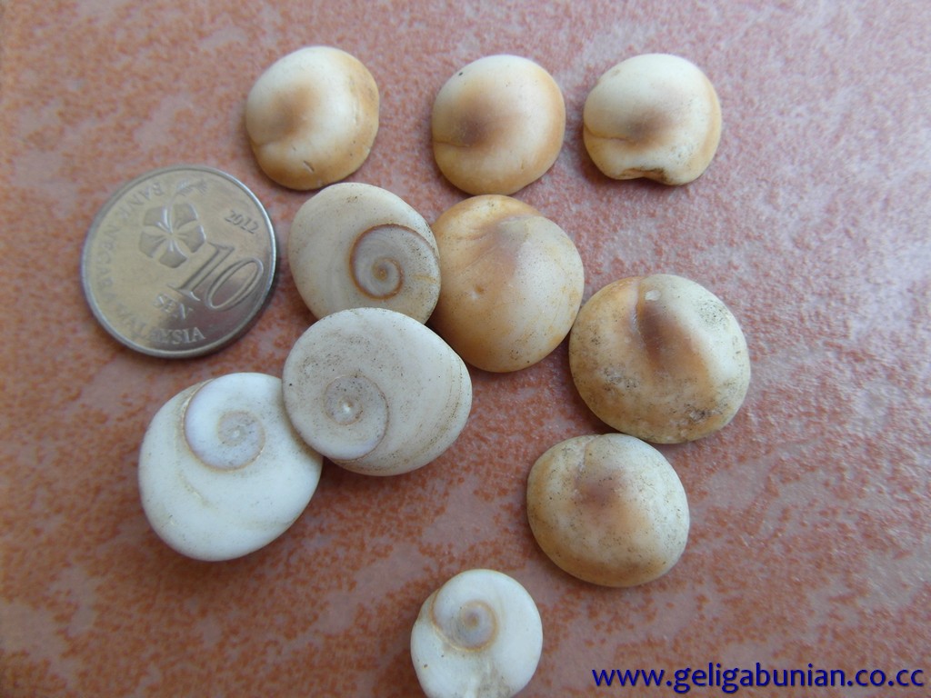 BLOG UTAMA Y.M PADUKA AYAHANDA PAY 8: BUNTAT SIPUT