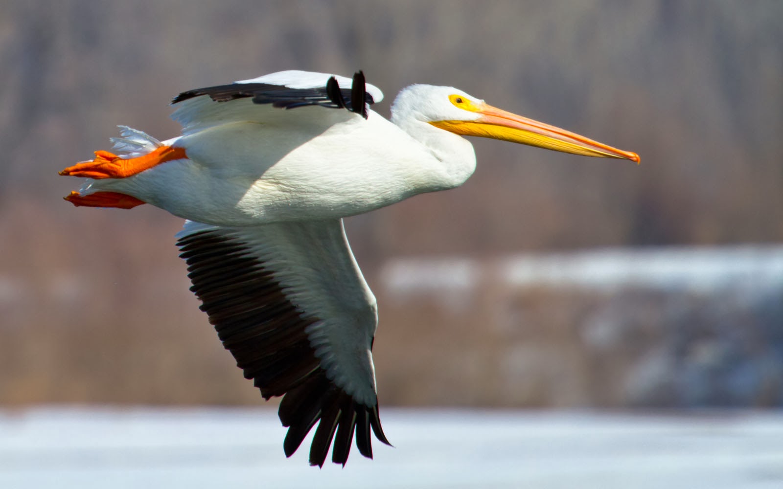 American White Pelican Wallpapers