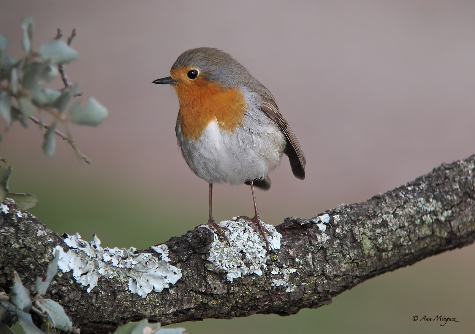 NATURANAFOTOS: Petirrojo