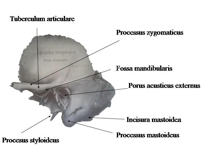 Latinski jezik za medicinske škole: Slepoočna kost - Os temporale