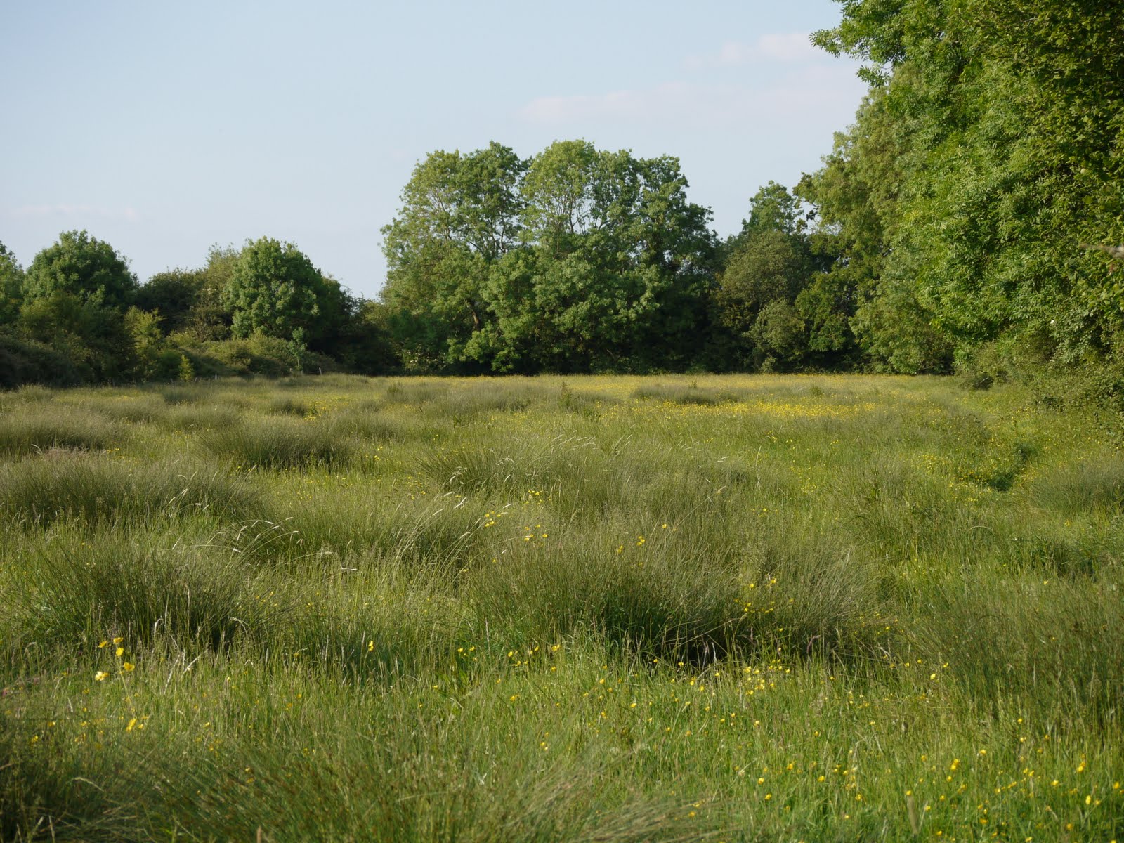 Walking in the country: Ashton Keynes