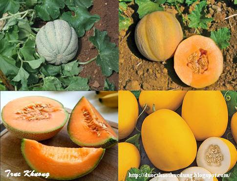 Vuon Duoc Thao: Dưa Melon - Dưa gang - melon