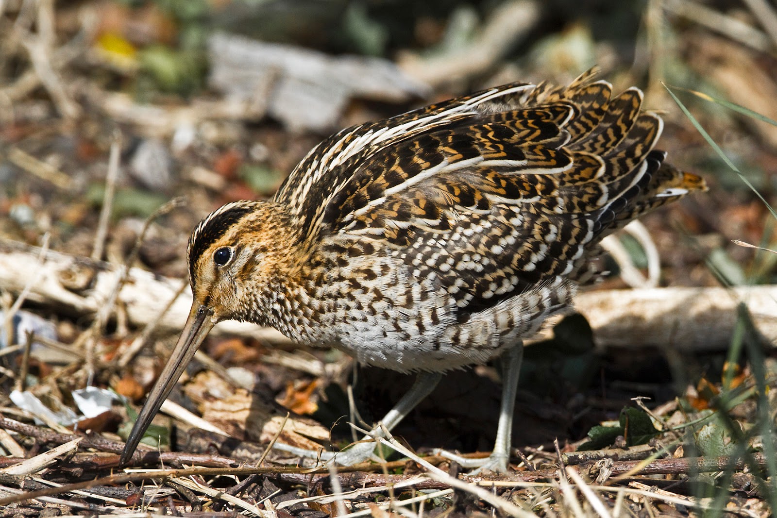 PETER'S PORTFOLIO..............Bird & Wildlife Photography: Great Snipe