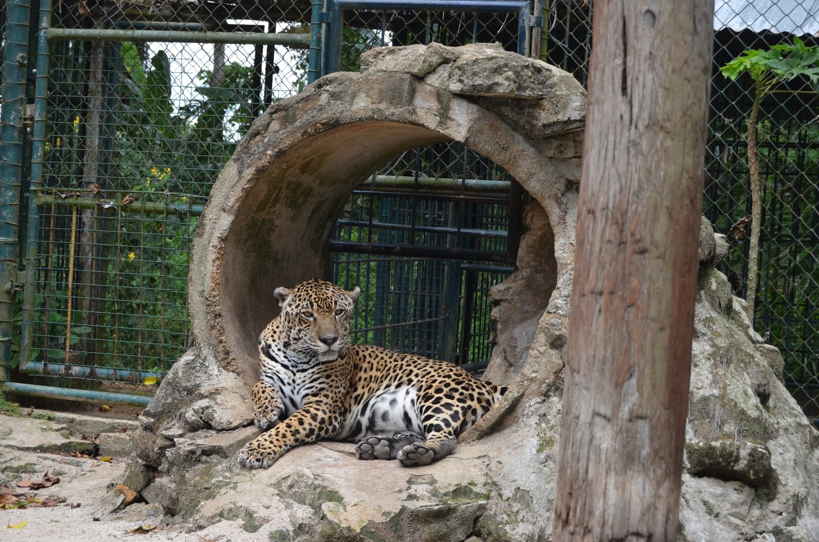 De avonturen van Liesbet in Suriname : Paramaribo zoo