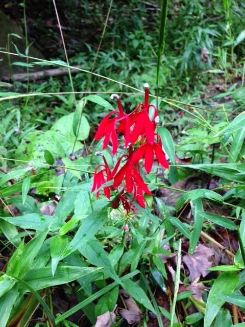 West Virginia Native Wildflowers-The Big Year, 2013: August and ...
