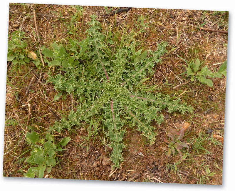 PlantArte en tu Oasis. Paisajismo y naturaleza para todos.: Plantas de ...