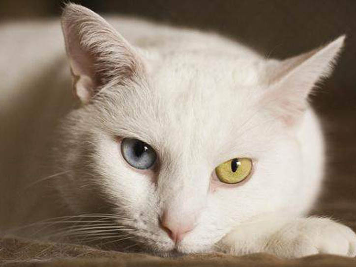 Mengenal ras kucing angora asli - Elinotes - Review By Eli Setiawan