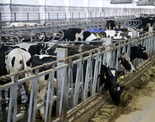 Mengenal Farm Sapi Perah Terbesar Di Indonesia