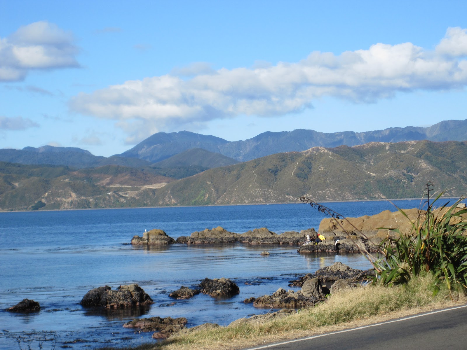 Bliss and the Retiree: Worrying Hataitai Beach Swims Coming Up