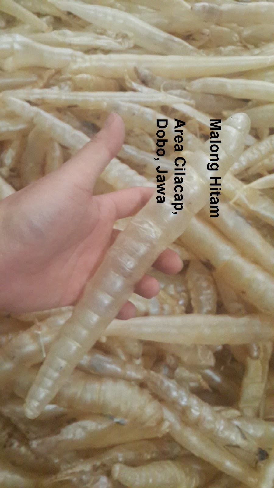 perut ikan fish maw fishmaw angkua kakap kurau kuro teripang