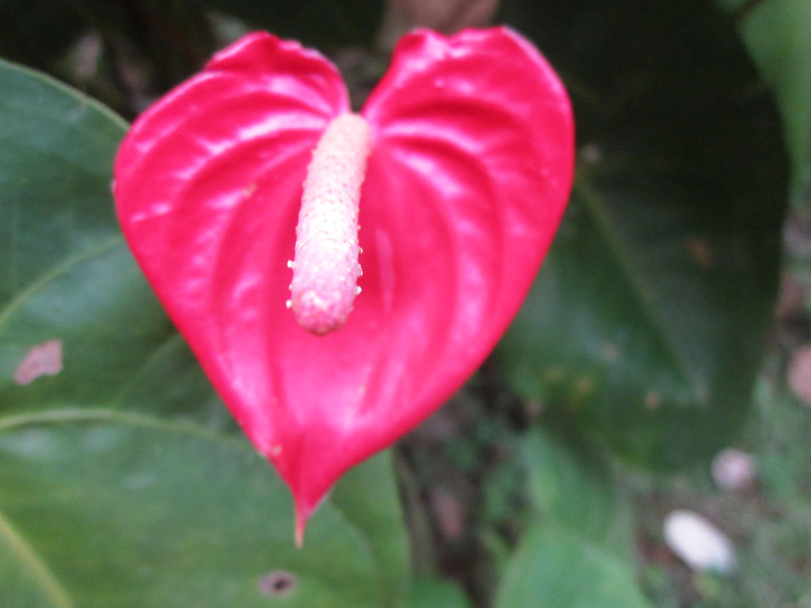 NATURE'S BEAUTY: Anthurium Flower