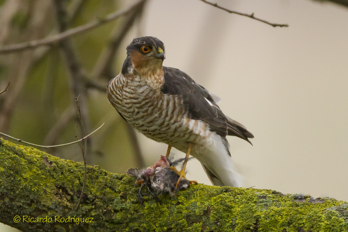 Aves Ricardo Rodriguez: Gavilán (Accipiter nisus) ♂