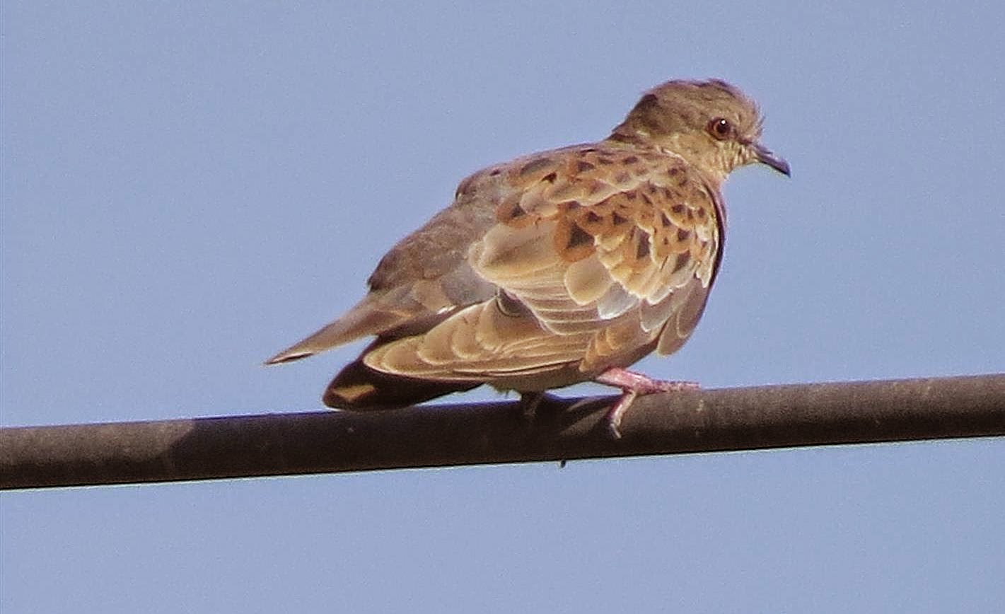 Birding for a Lark: Sociable lapwing and two types of turtle dove at ...
