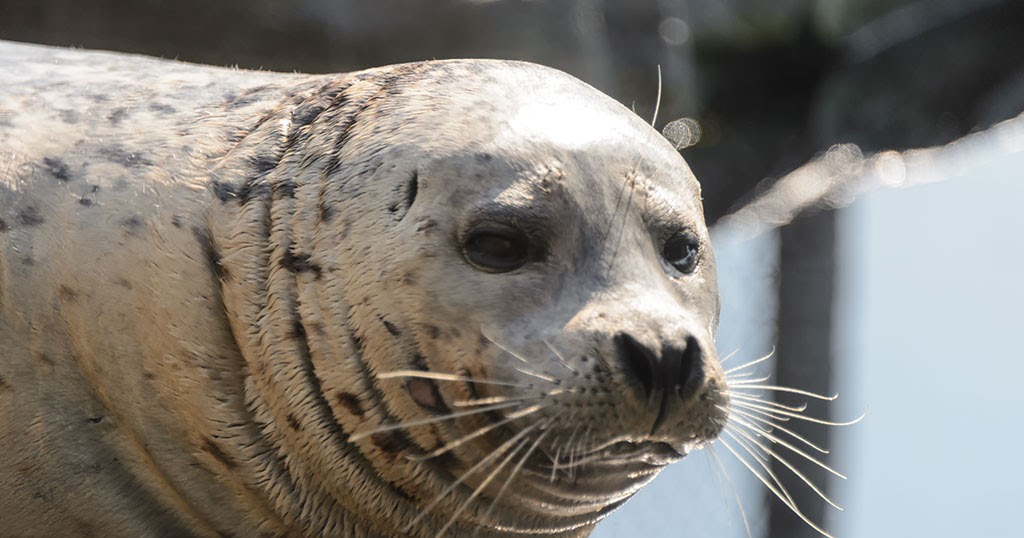Bubba's Garage: Things to do in Seattle - Seattle Aquarium
