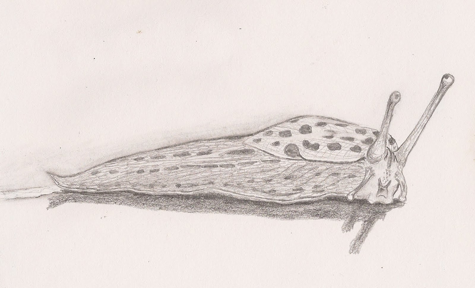 Sketch A Day 2011: May 13, 2011