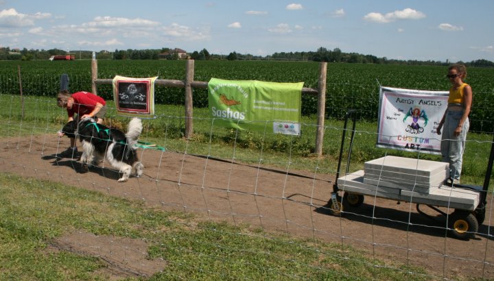 Team Sashas: Weight Pulling Fun!