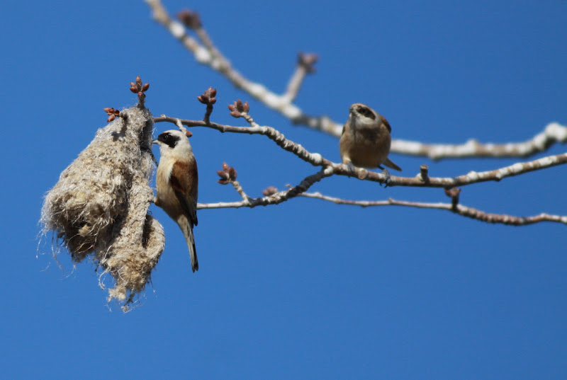 rapaces diurnas de cataluña: pajaro moscón(remiz pendulinus)