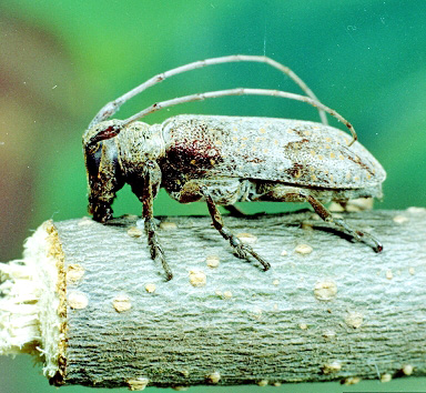Northern Pecans: Twig girdler damage on pecan