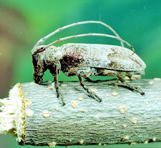 Northern Pecans: Twig girdler damage on pecan