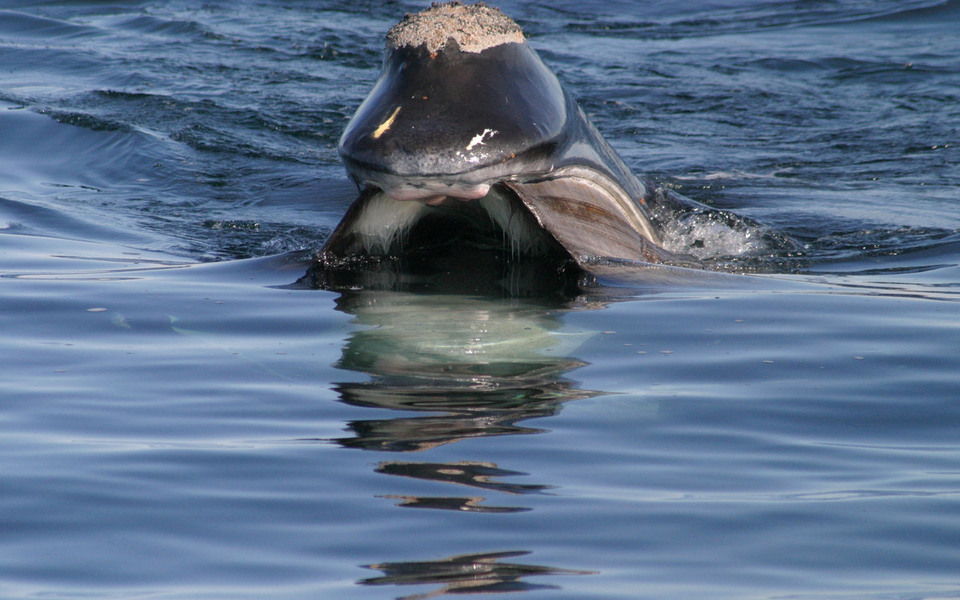 Oceans Marine: Endangered whales gathering off Cape Cod in record numbers