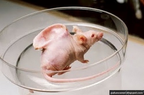 Video.4 Foto Telinga Manusia Tumbuh di Belakang Tikus. - Gaban Comel
