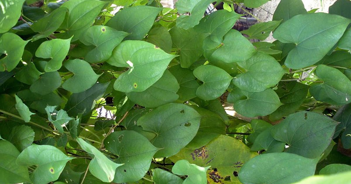Medicinal Plants: Dioscorea alata Alukam Niluva Pendalam